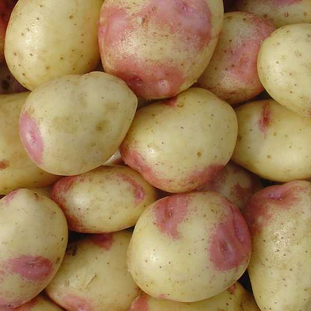 Husmorstips med potatis | Köket.se