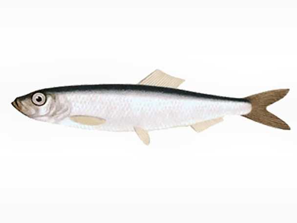 Sill, strömming, matjes & ansjovis. Vad är vad? | Köket.se