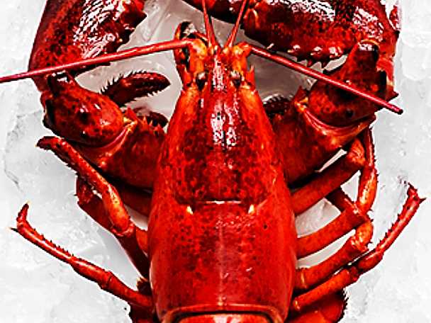 Kokt hummer | Recept från Köket.se