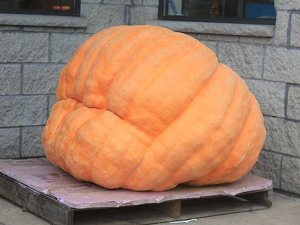 Pumpa - dessa sorter kan du äta! | Köket.se