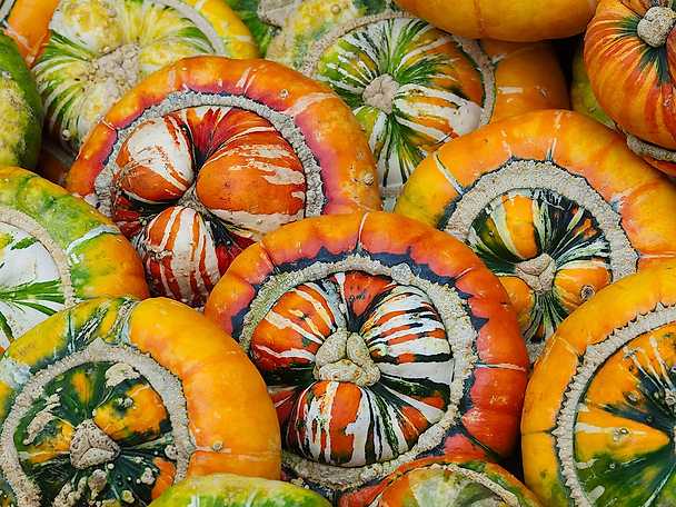 Pumpa - dessa sorter kan du äta! | Köket.se