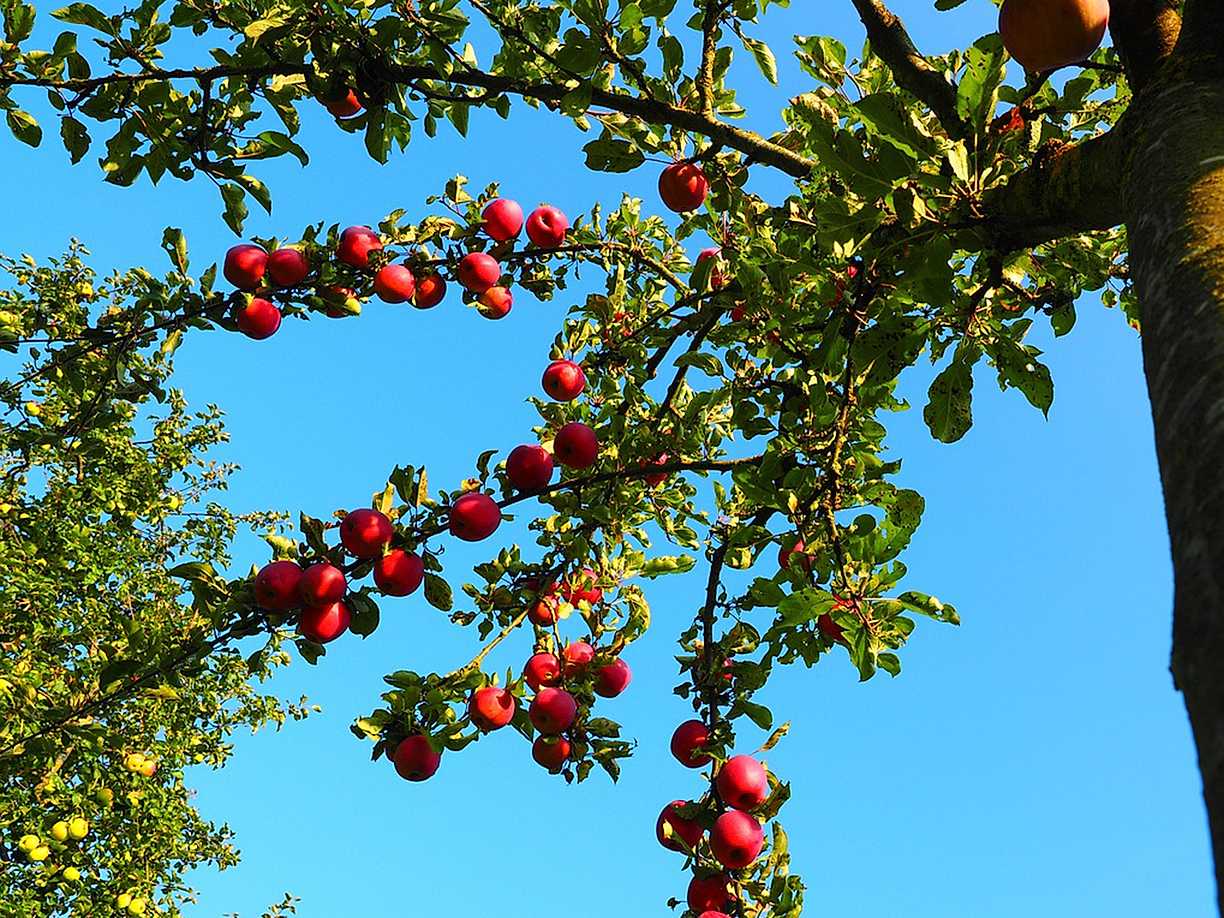 Beskära och gallra äppelträd - så gör du! | Köket.se