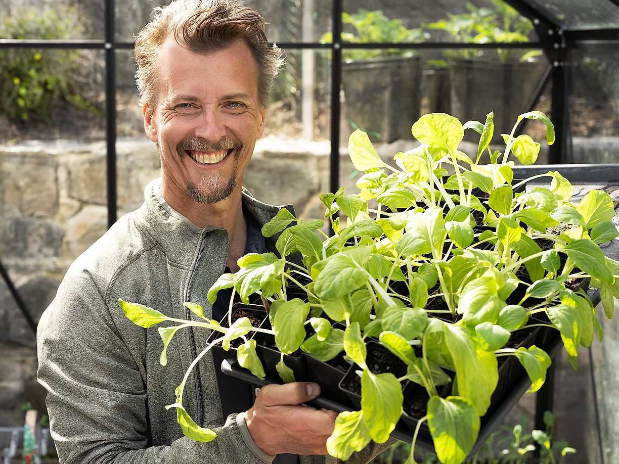 Kökets trädgård avsnitt 10: Odla kål | Köket.se