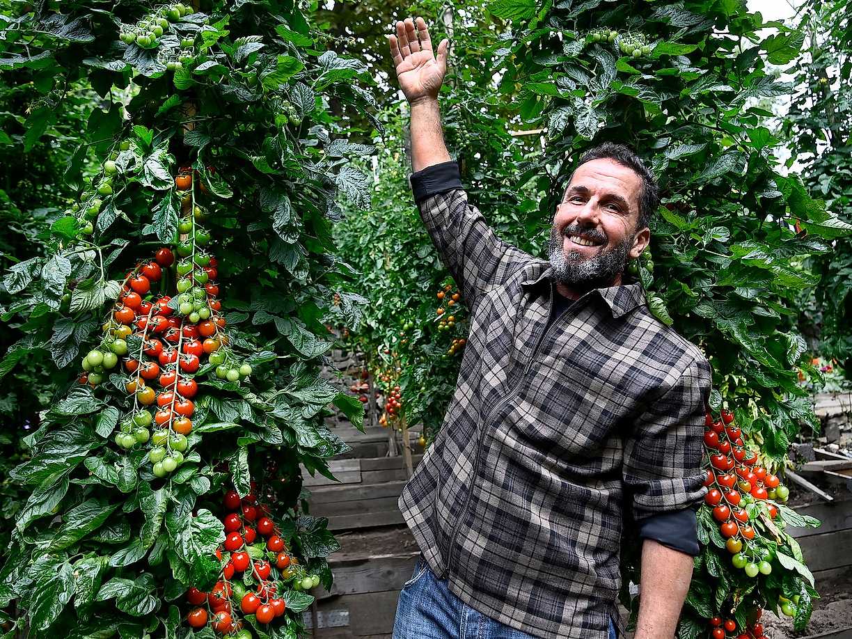 S Odlar Du Tomater Som Tomatmannen K ket se s-odlar-du-tomater-som-tomatmannen-k-ket-se