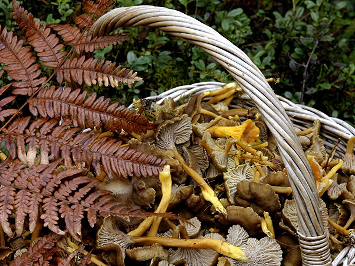 Trattkantarell | Köket.se